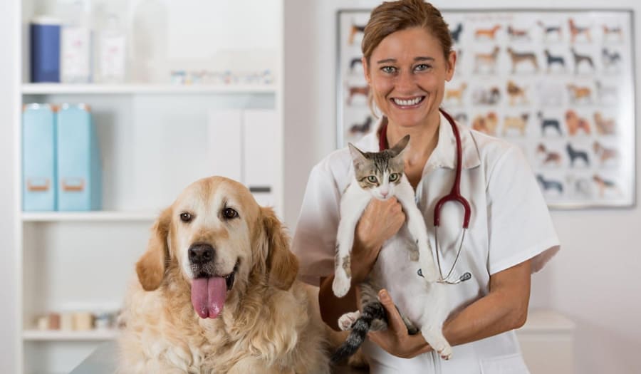 Finding the right Vet for your pet in the UAE: A simple guide from Oslo